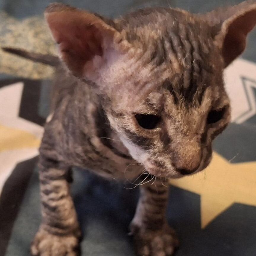 Донской сфинкс котёнок