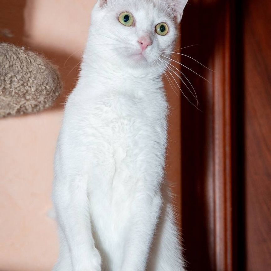 Кот в добрые руки