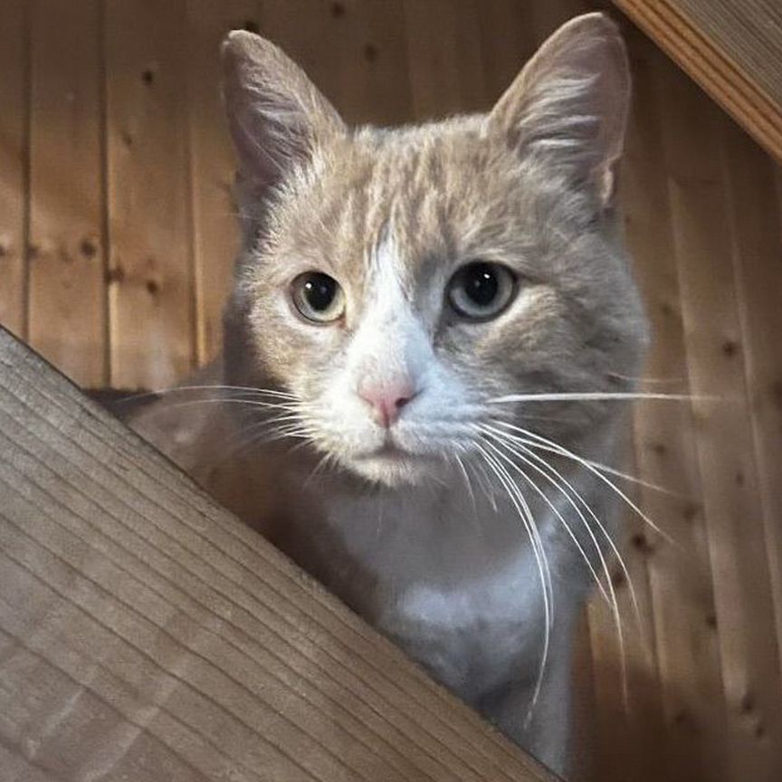 Кот плачет, хочет к хорошим людям