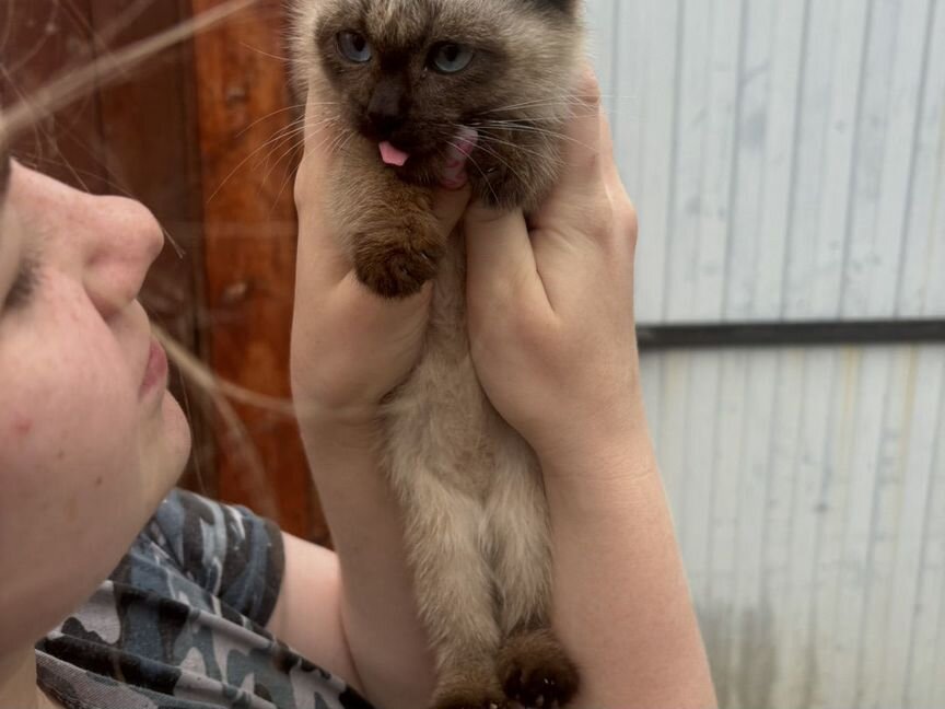 Кошка бесплатно