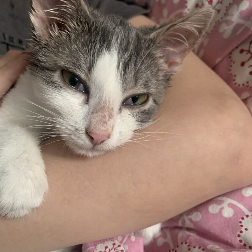 Котёнок бесплатно