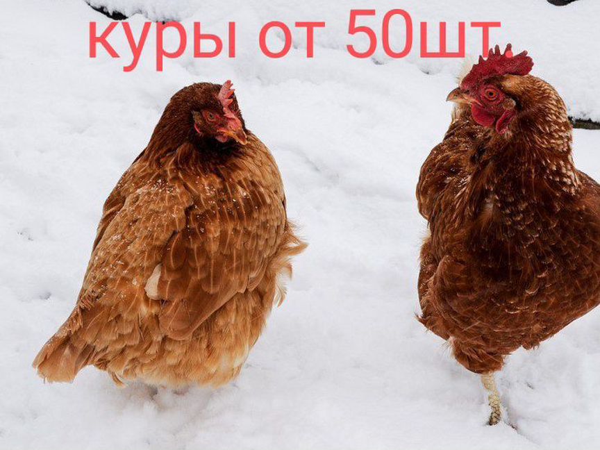Куры несушки