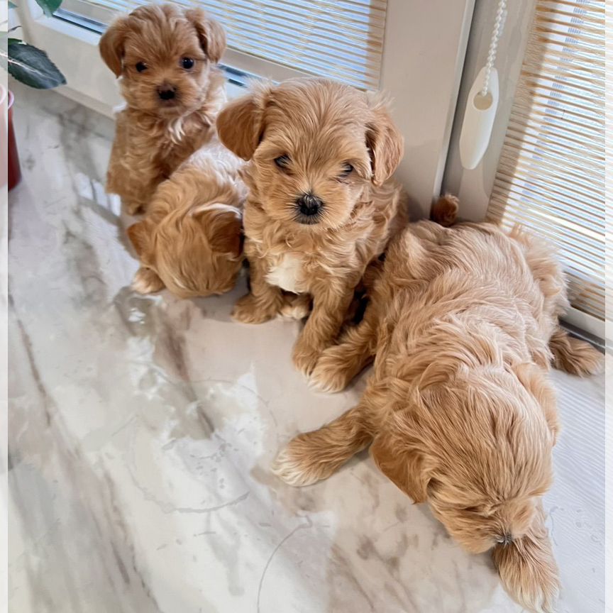 Мальтипу, щенок