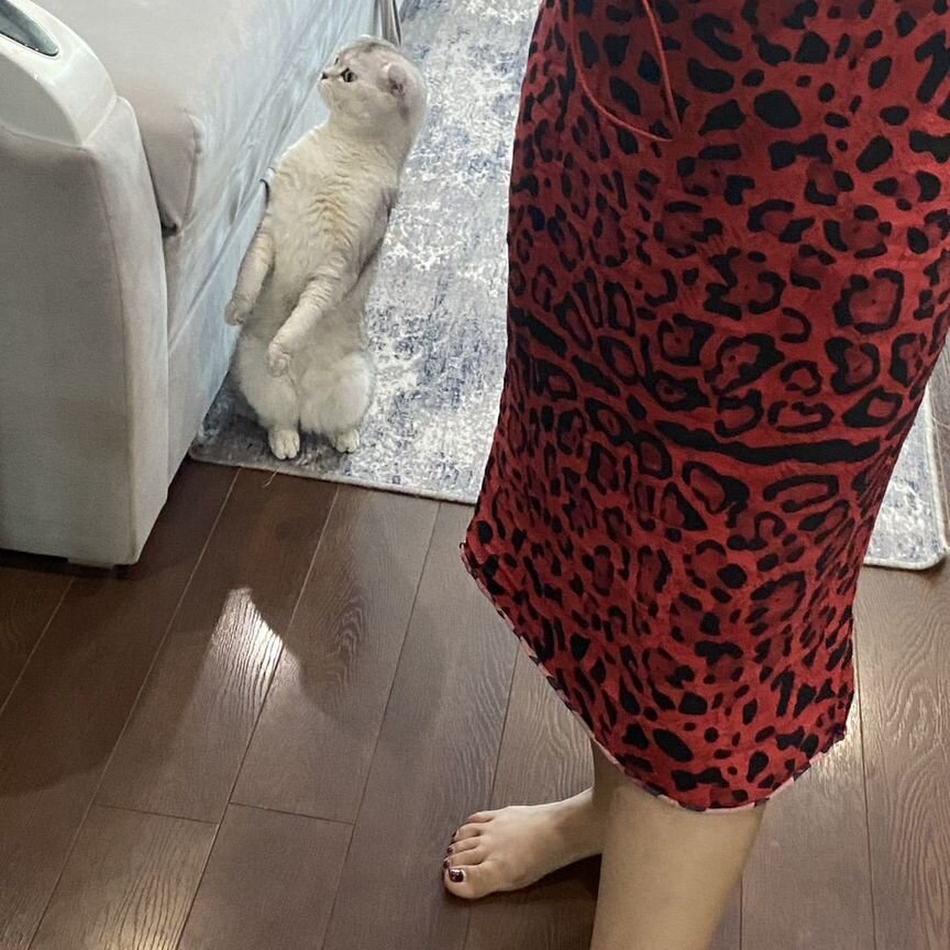 Котик шотландский серебристая шиншилла