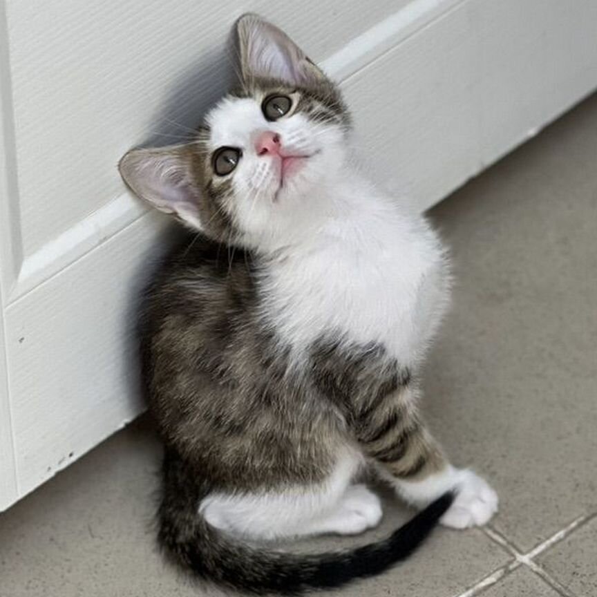 Котенок мальчик ищет дом