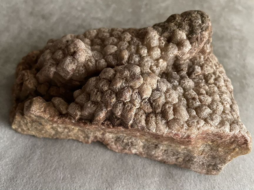 Окаменелость коралл