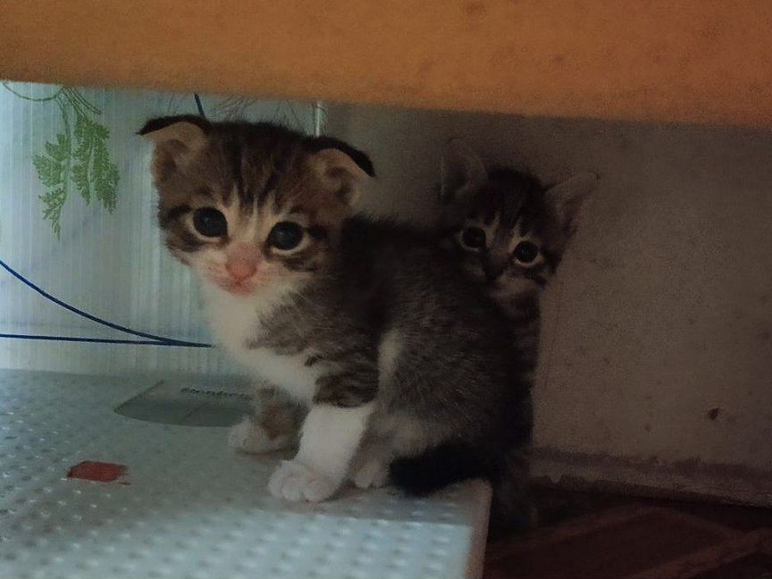 Британские котята