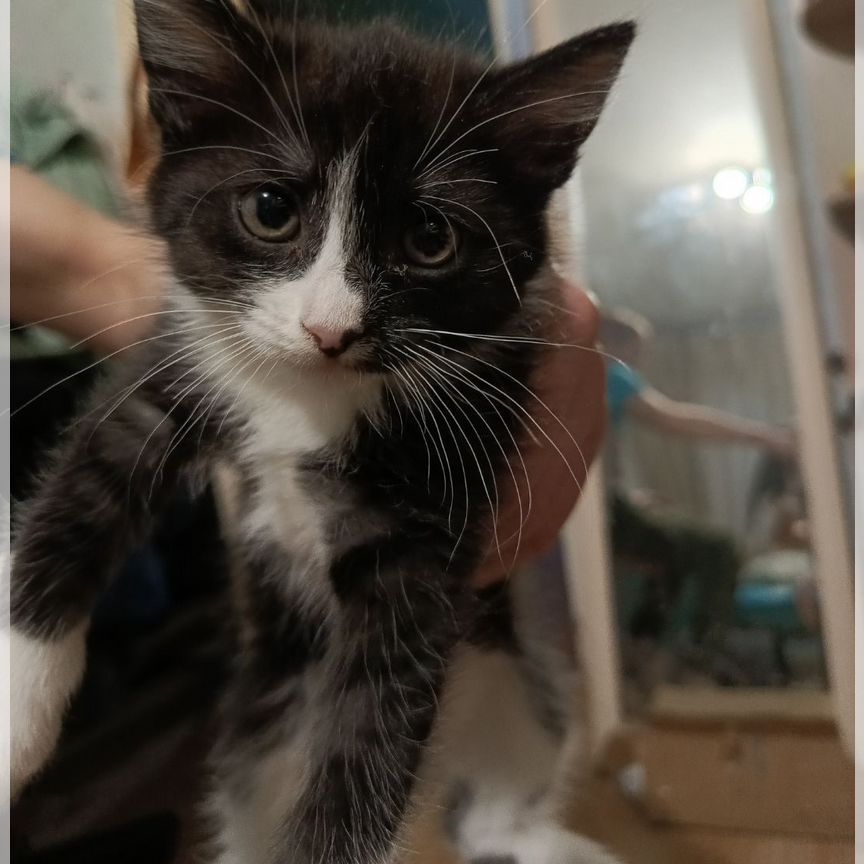 Котёнок в добрые руки