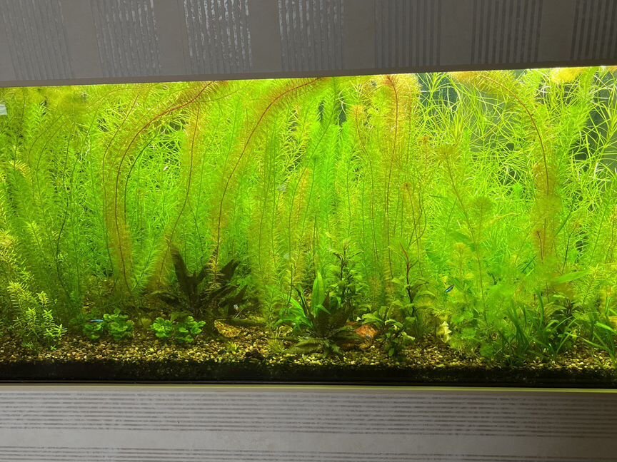 Аквариумные растения, креветки, рыбки Гуппи Эдлера