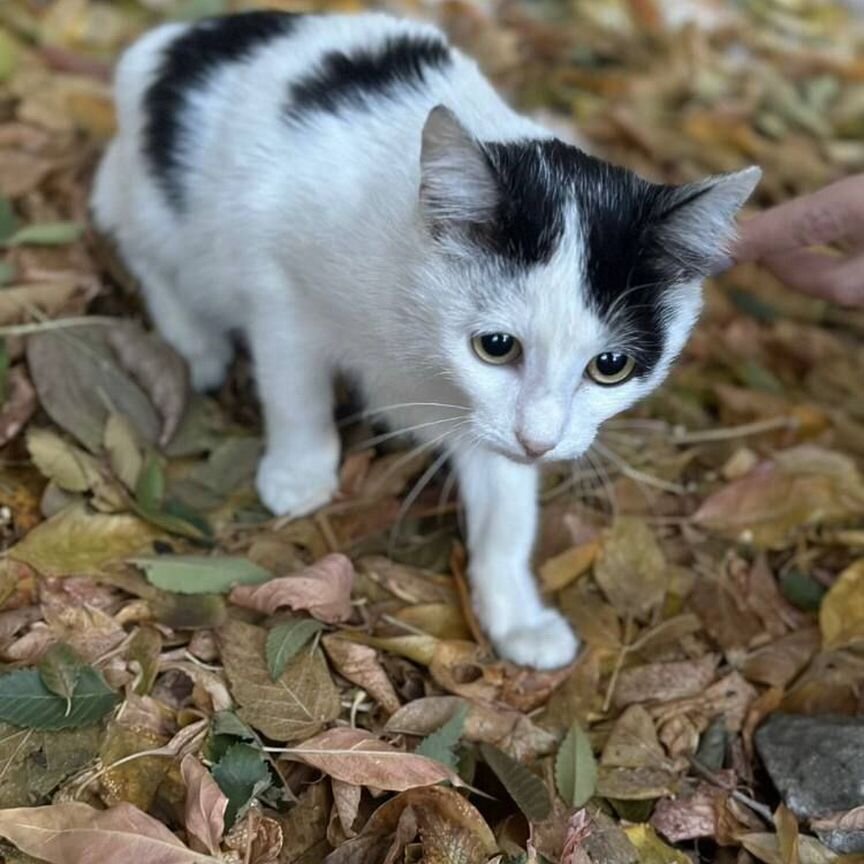 Кошка Люся