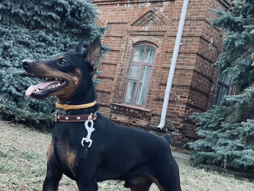 Вязка цвергпинчер