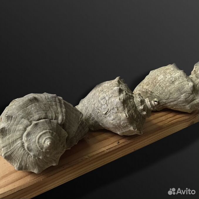 Ракушка рапан