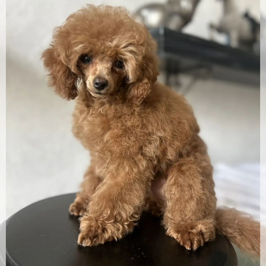 Той-пудель, щенок