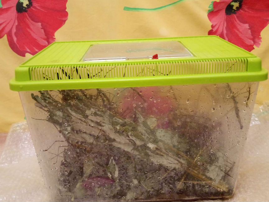 Террариум с палочниками