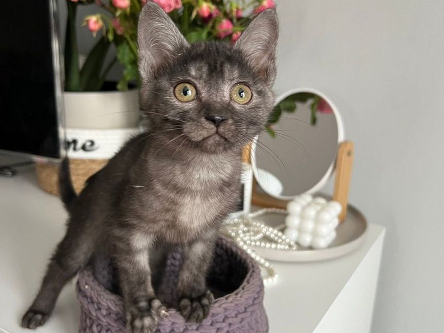 Отдам котенка девочку 2 мес в хорошие руки