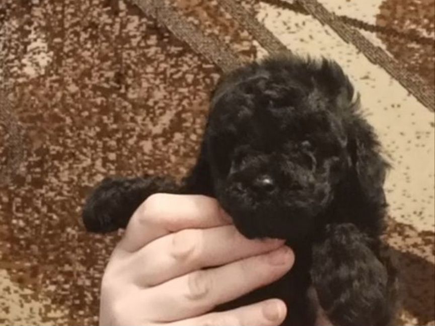 Мальтипу Ф1 мини чёрного окраса 2,5 месяца