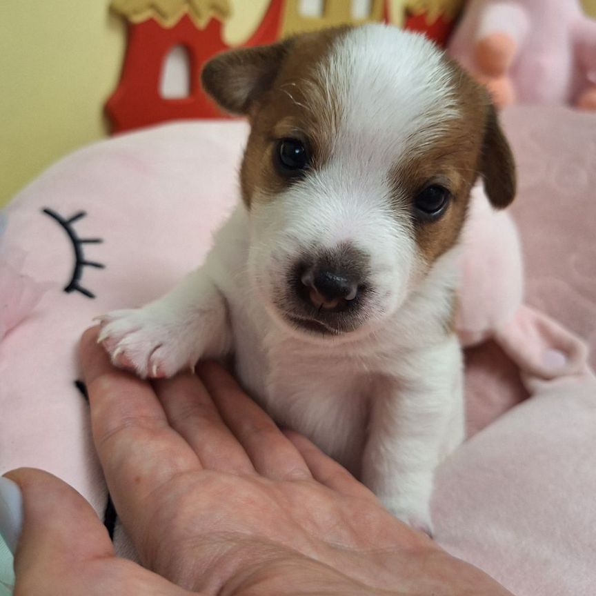 Джек-рассел-терьер, щенок