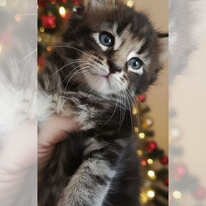 Мейн-кун котёнок