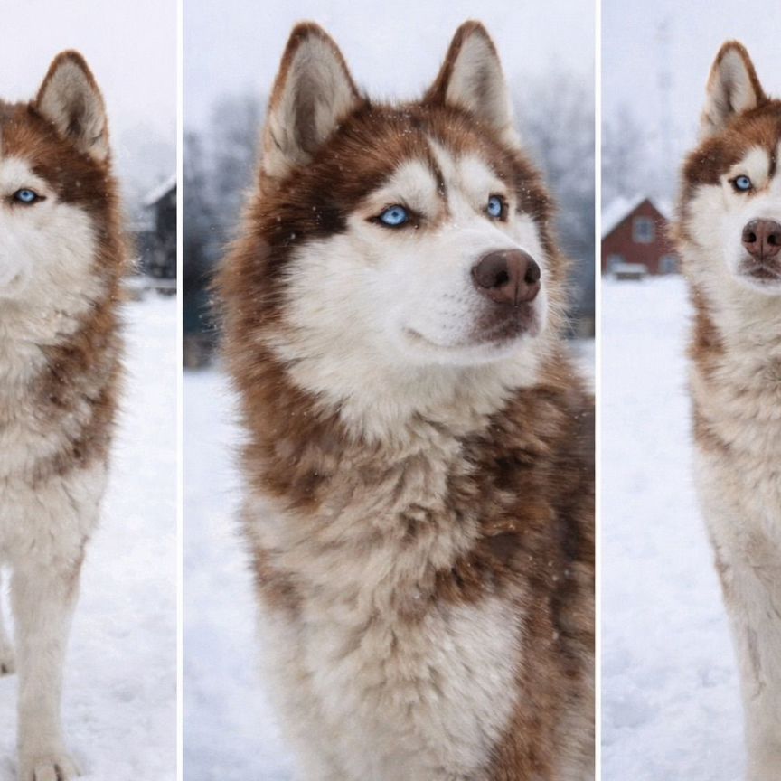 Сибирский хаски, взрослый пёс