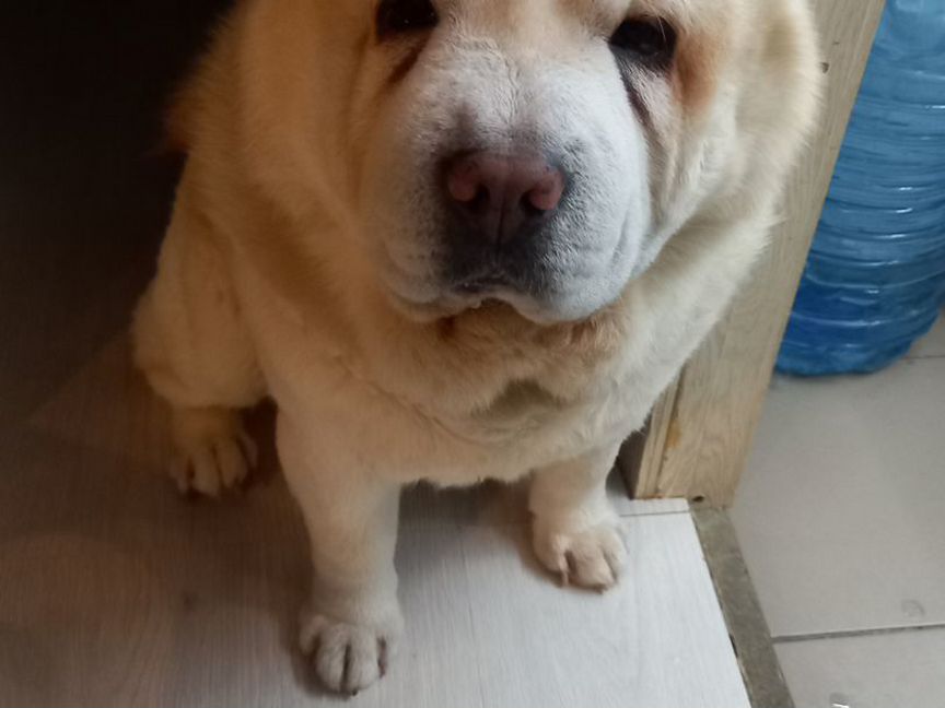 Чау-чау смуф в добрые руки