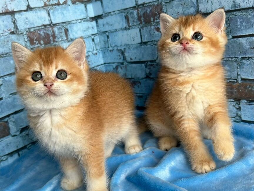 Британские котята золотого окраса