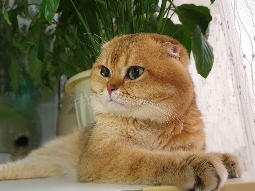 Золотая шиншилла кот. Вязка
