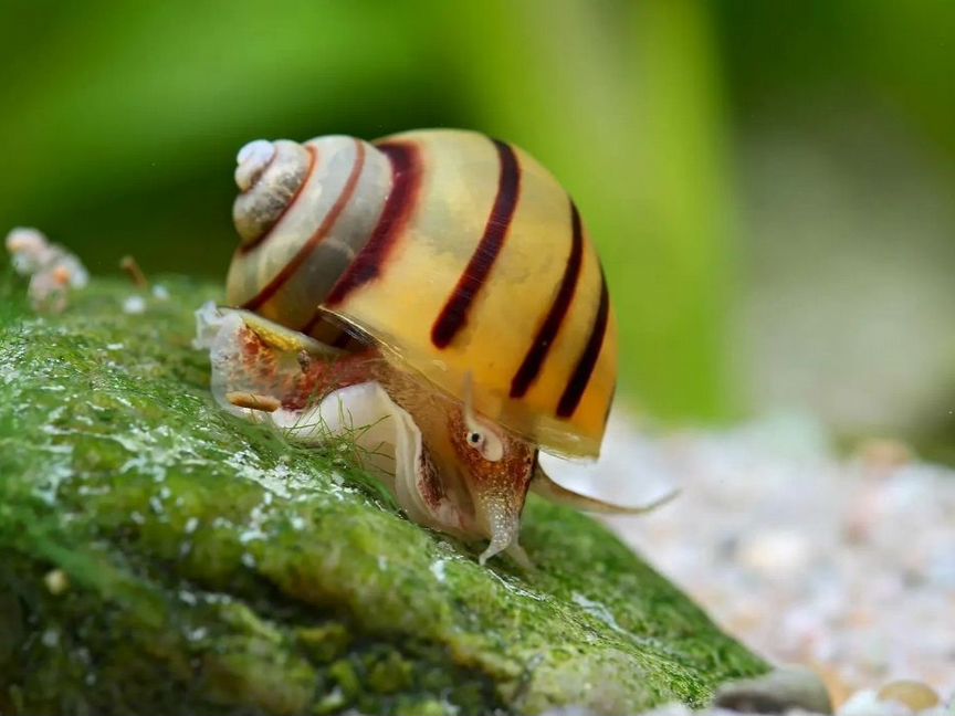 Улитки Спикси (Эльф)