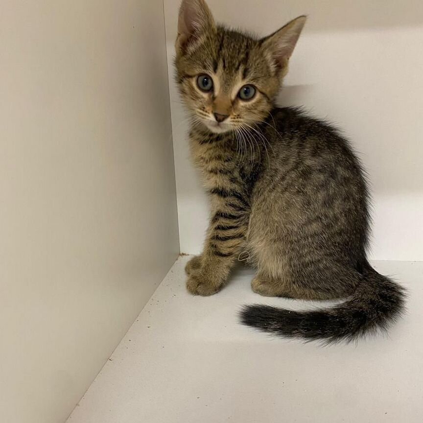 Отдам кота в добрые руки