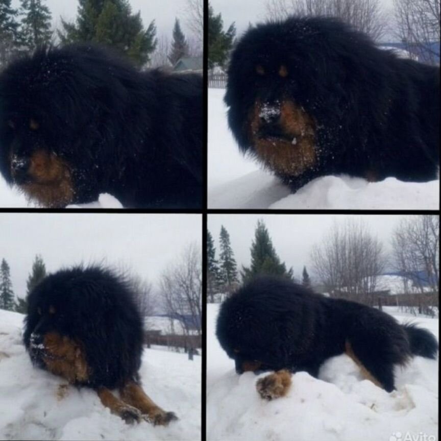 Тибетский мастиф, щенок