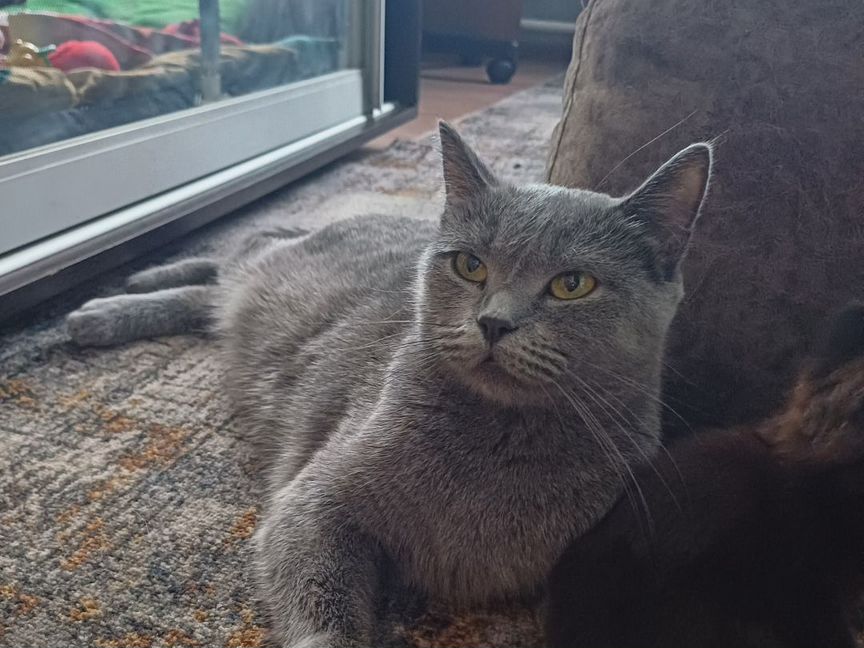 Кошка