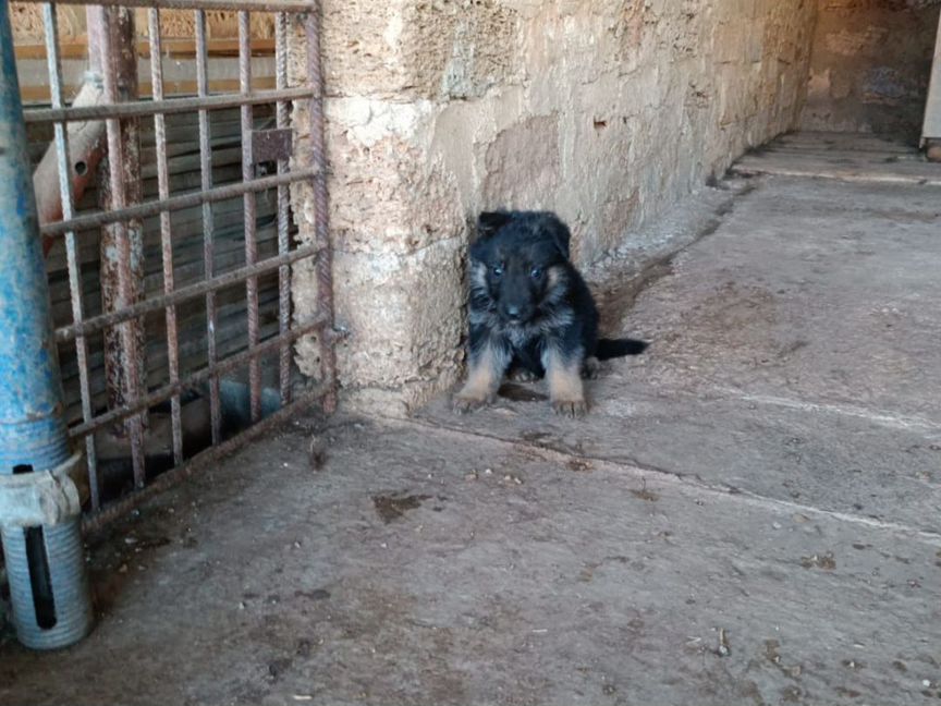 Щенки немецкой овчарки