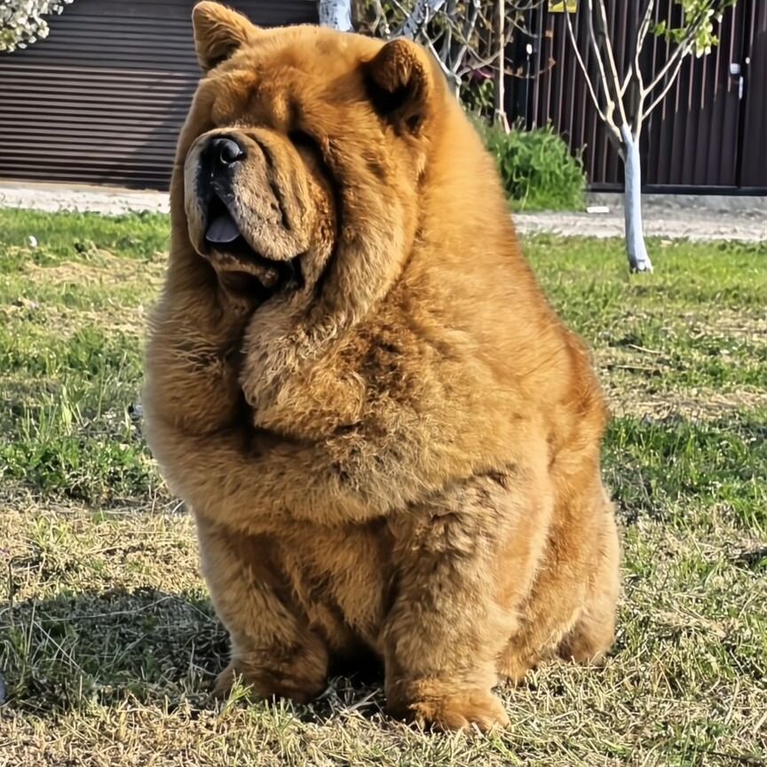 Чау-чау, щенок