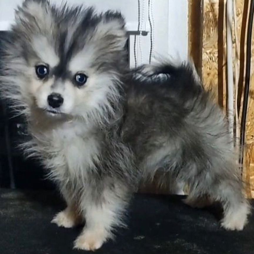 Помски, щенок