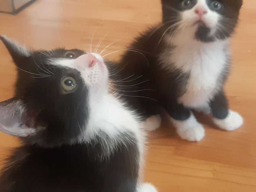 Котята в добрые руки