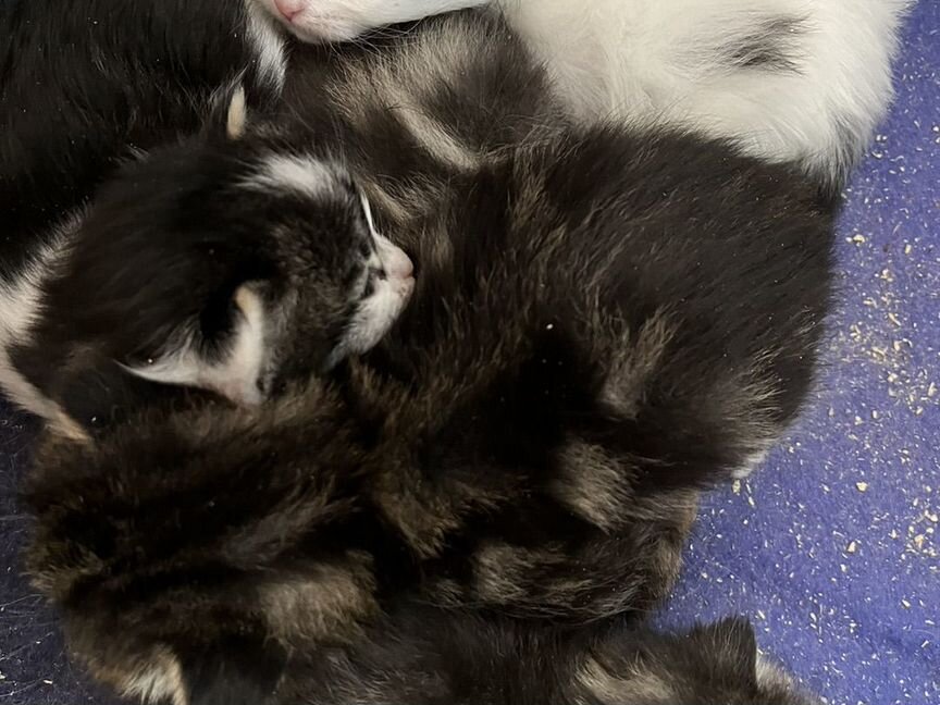 Продам котенка