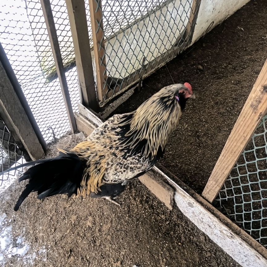 Домашние молодые петухи 700-1000