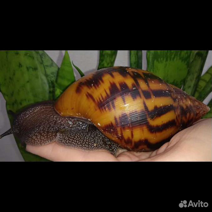 Улитка ахатина тигр дарк