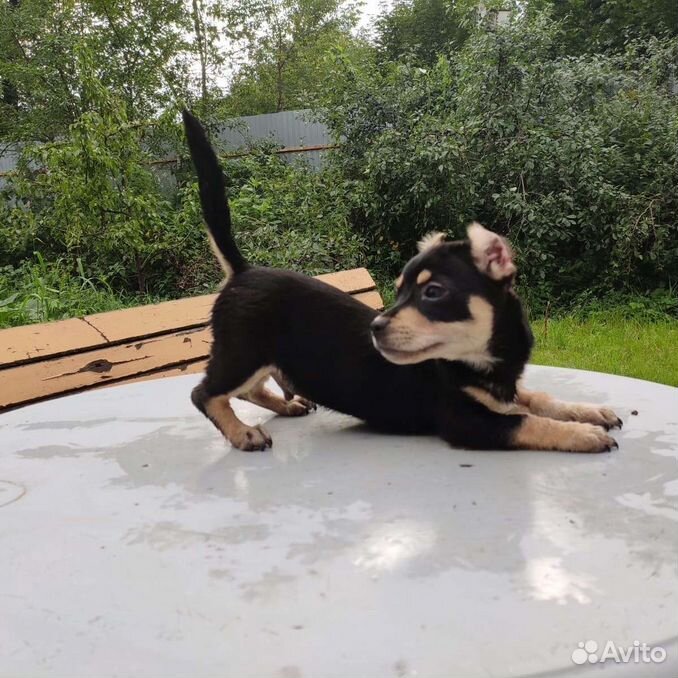 Мальчик смесь Булли Доставка