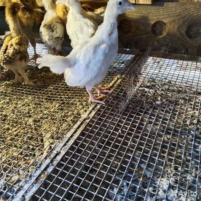 Цыплята 1,5 месяца