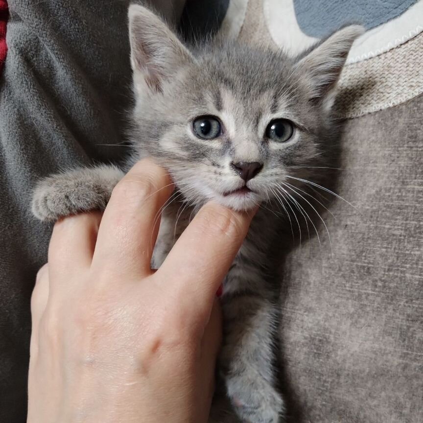 Котенок девочка