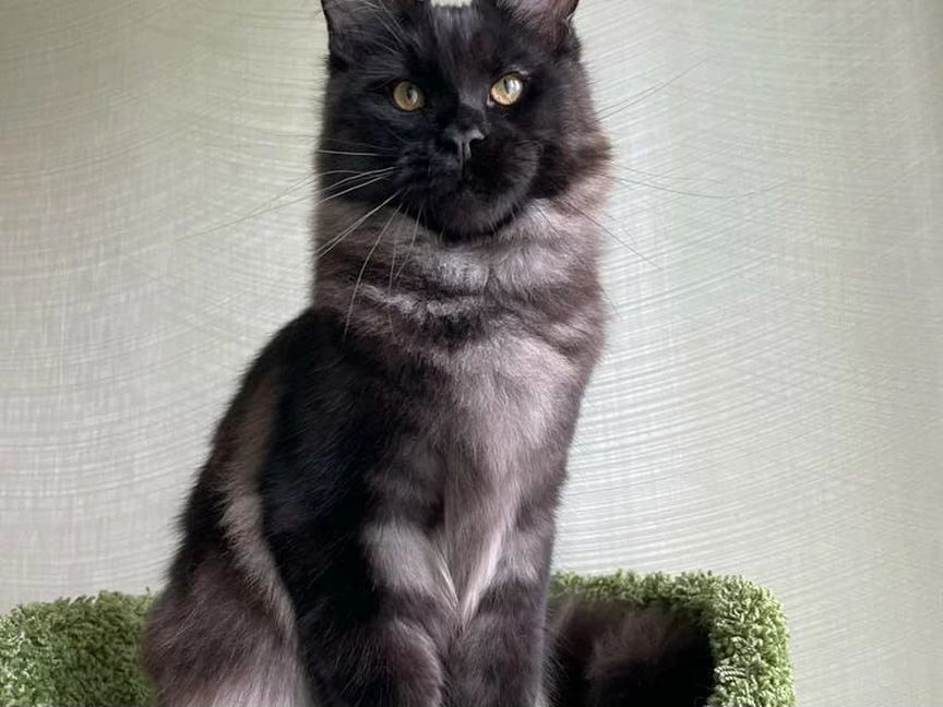 Кот мейн-кун вязка