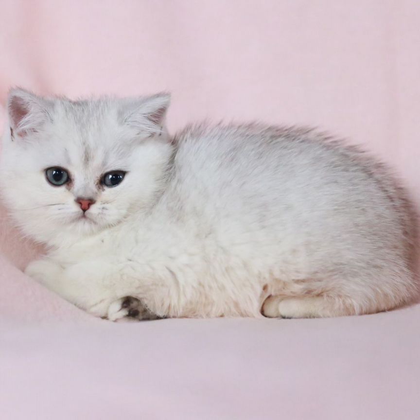 Британский короткошёрстный котёнок