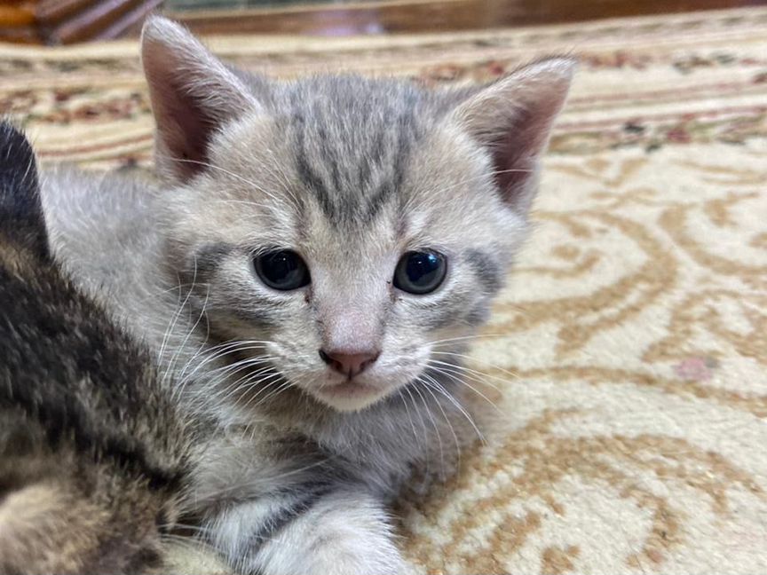 Котята в добрые руки бесплатно, 2 кошечки,2 кота