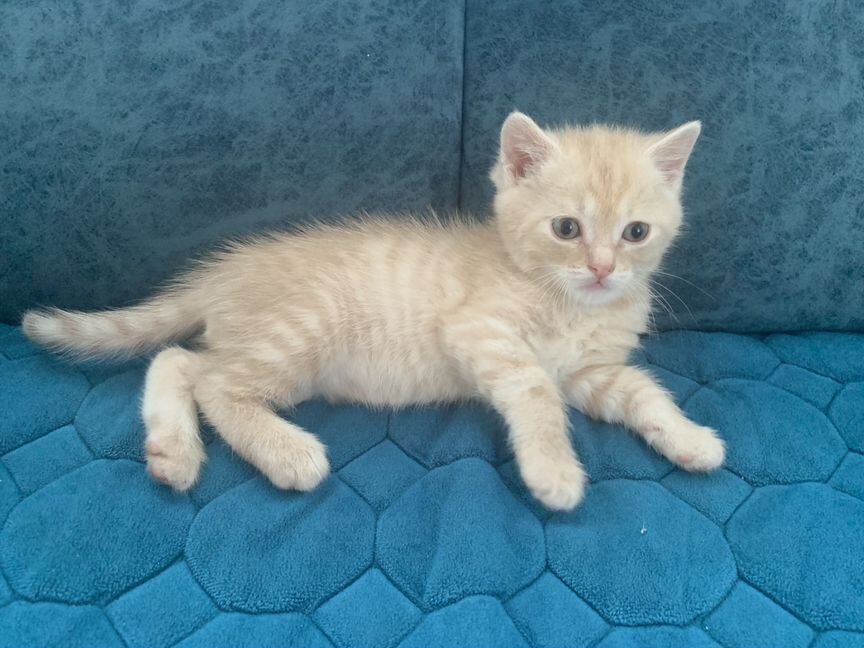 Котята в добрые руки бесплатно мальчик