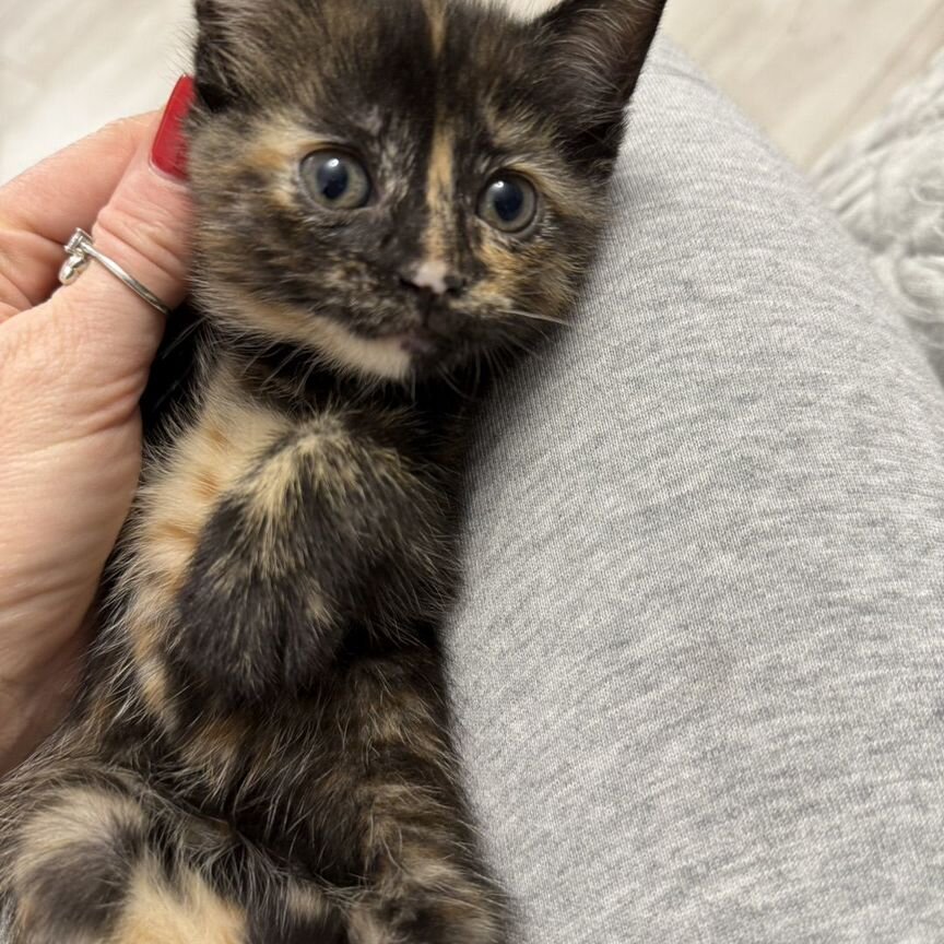 Котенок, кошечка 1 мес