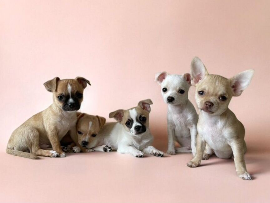 Щенки чихуахуа
