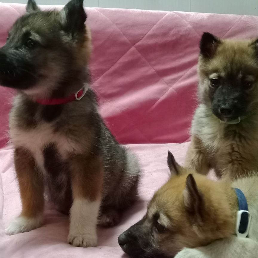 Лайка, щенок