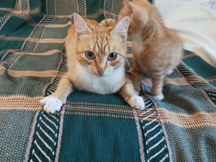 Кошка с котёнком