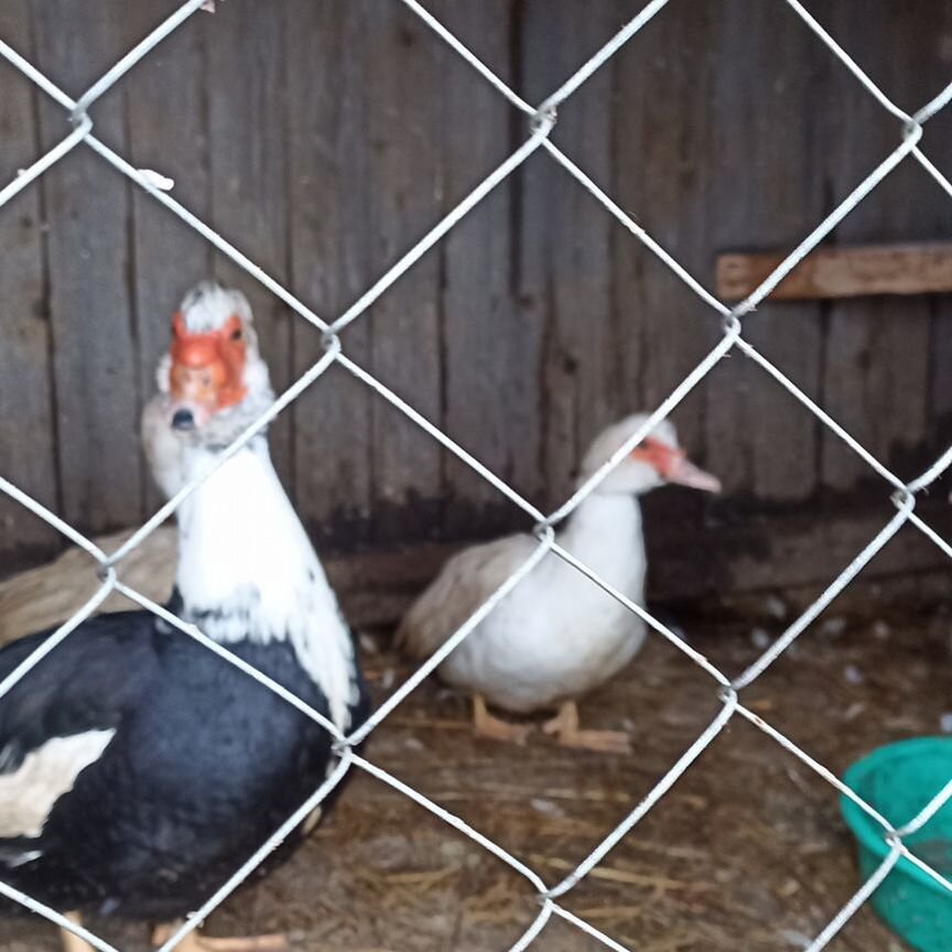 Утки шипуны и бегунки