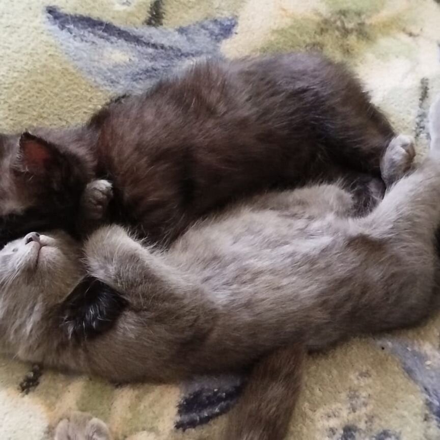 Котята в добрые руки